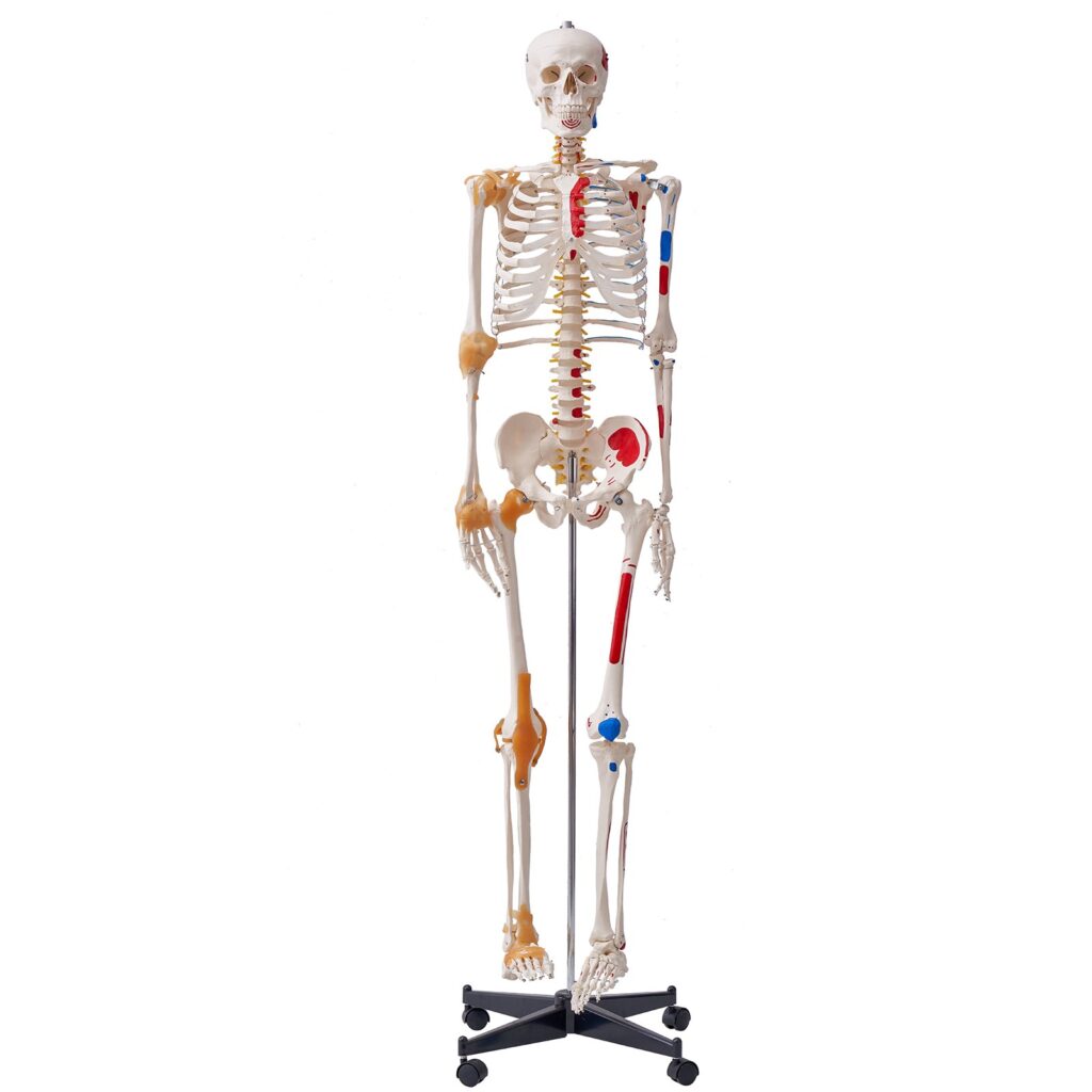 VEVOR Life-Size Human Skeleton Model 182 cm with Ligaments & Muscles ...