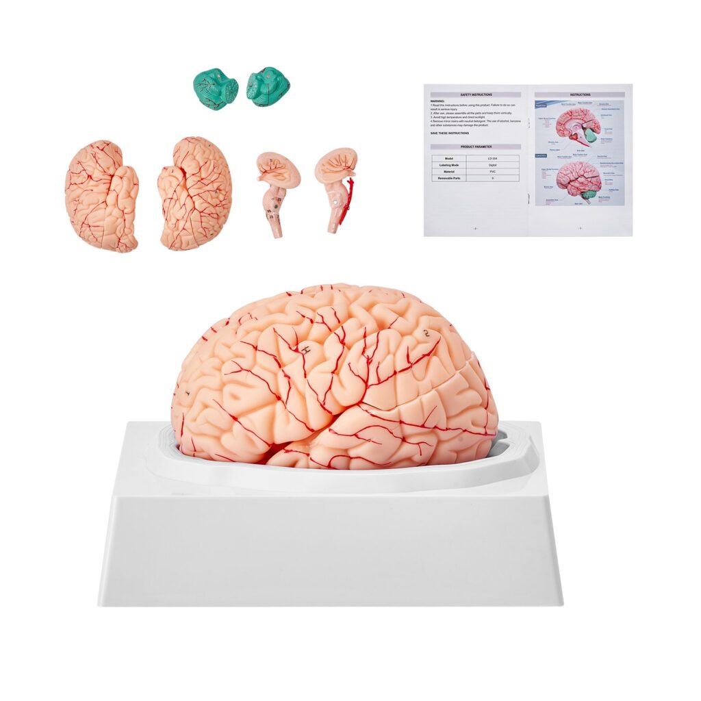VEVOR Life-Size Human Brain Model 9-Part with Labels & Base, Anatomical ...